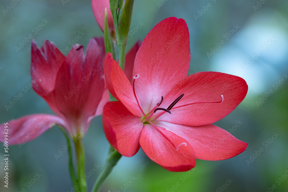 Schizostylis coccinea (Hesperantha coccinea) flower. It's also known as ...