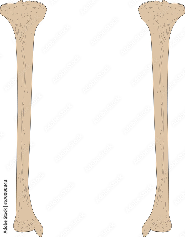 Bones of the human skeleton. The Tibia of the Right Leg and The Tibia ...