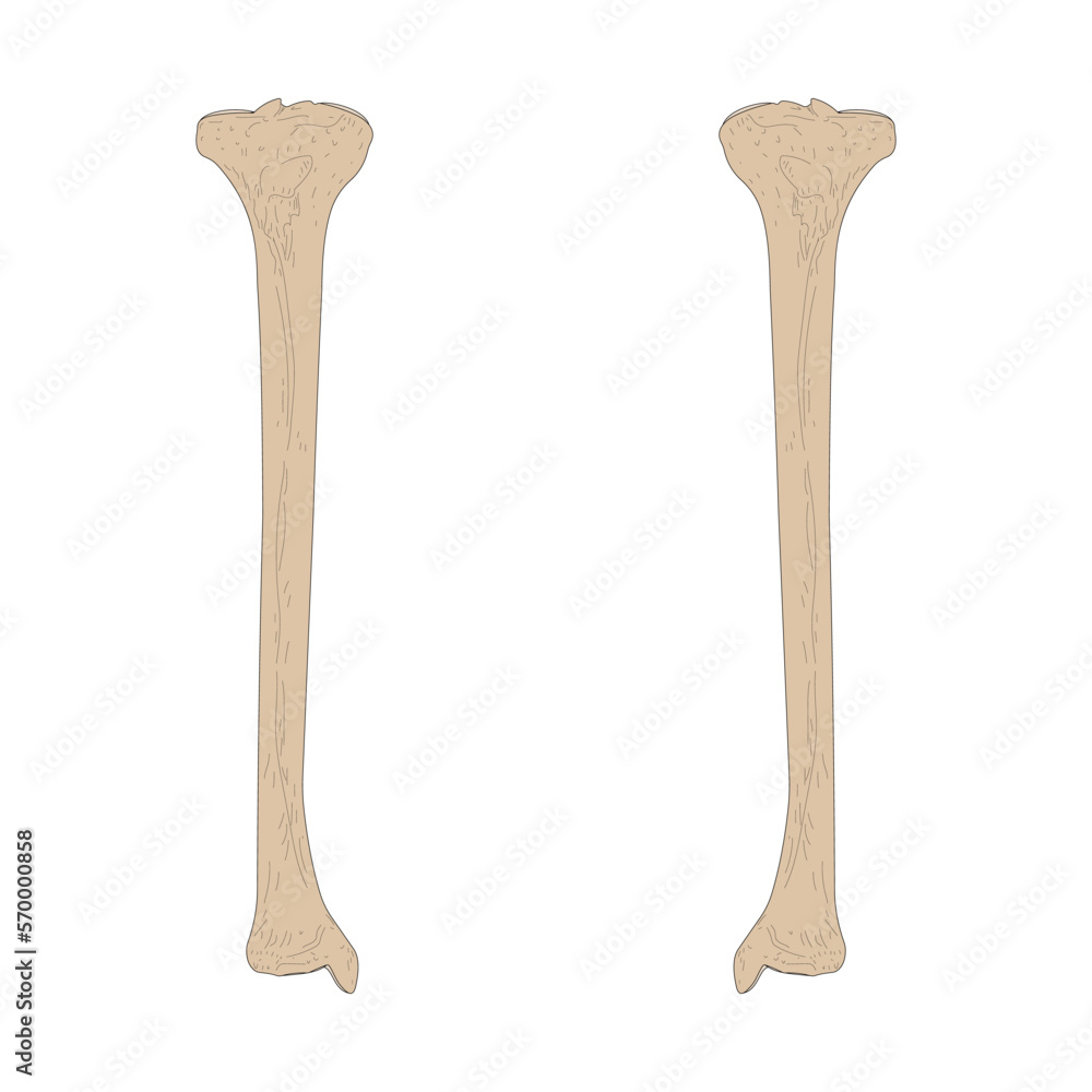Bones of the human skeleton. The Tibia of the Right Leg and The Tibia ...