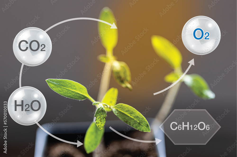 During photosynthesis, carbon dioxide and water are transformed into ...