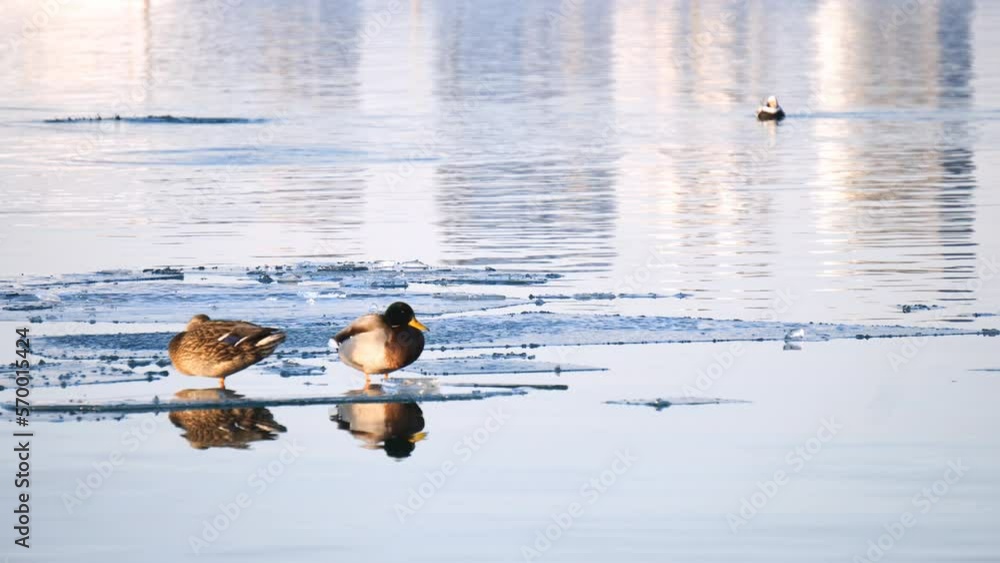 Mallard duck pair are relaxing and riding on a piece of floating ice ...