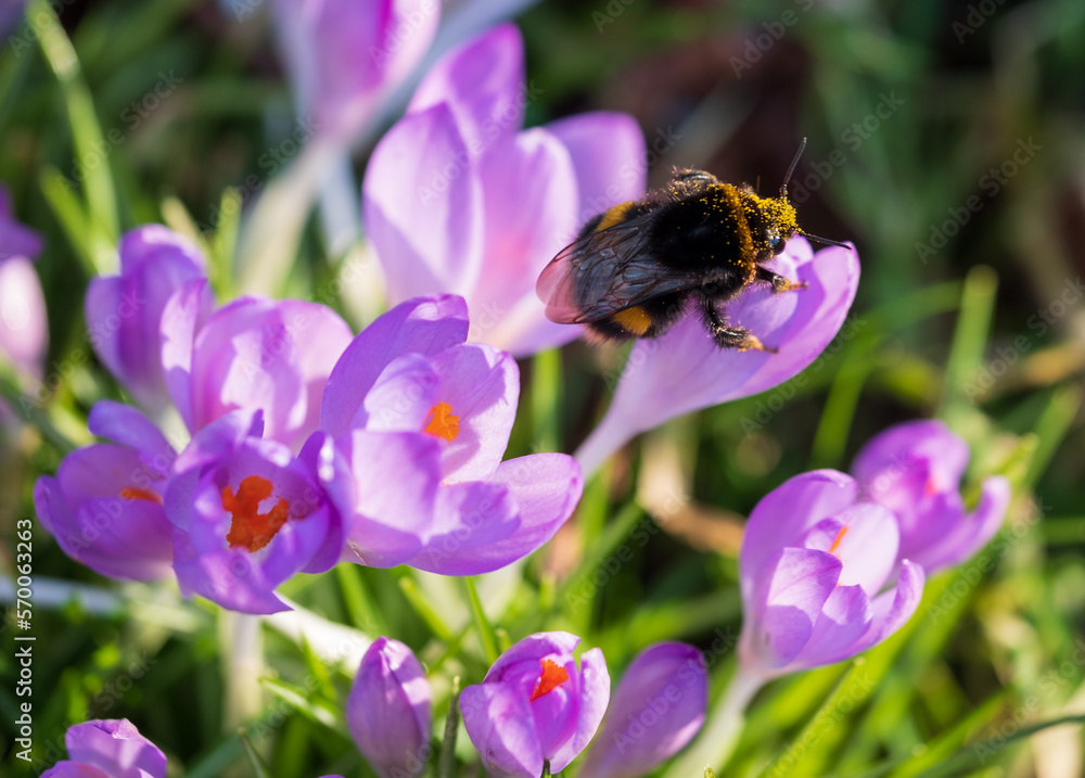 Large bee collecting pollen on light purple crocuses reflecting the sun ...