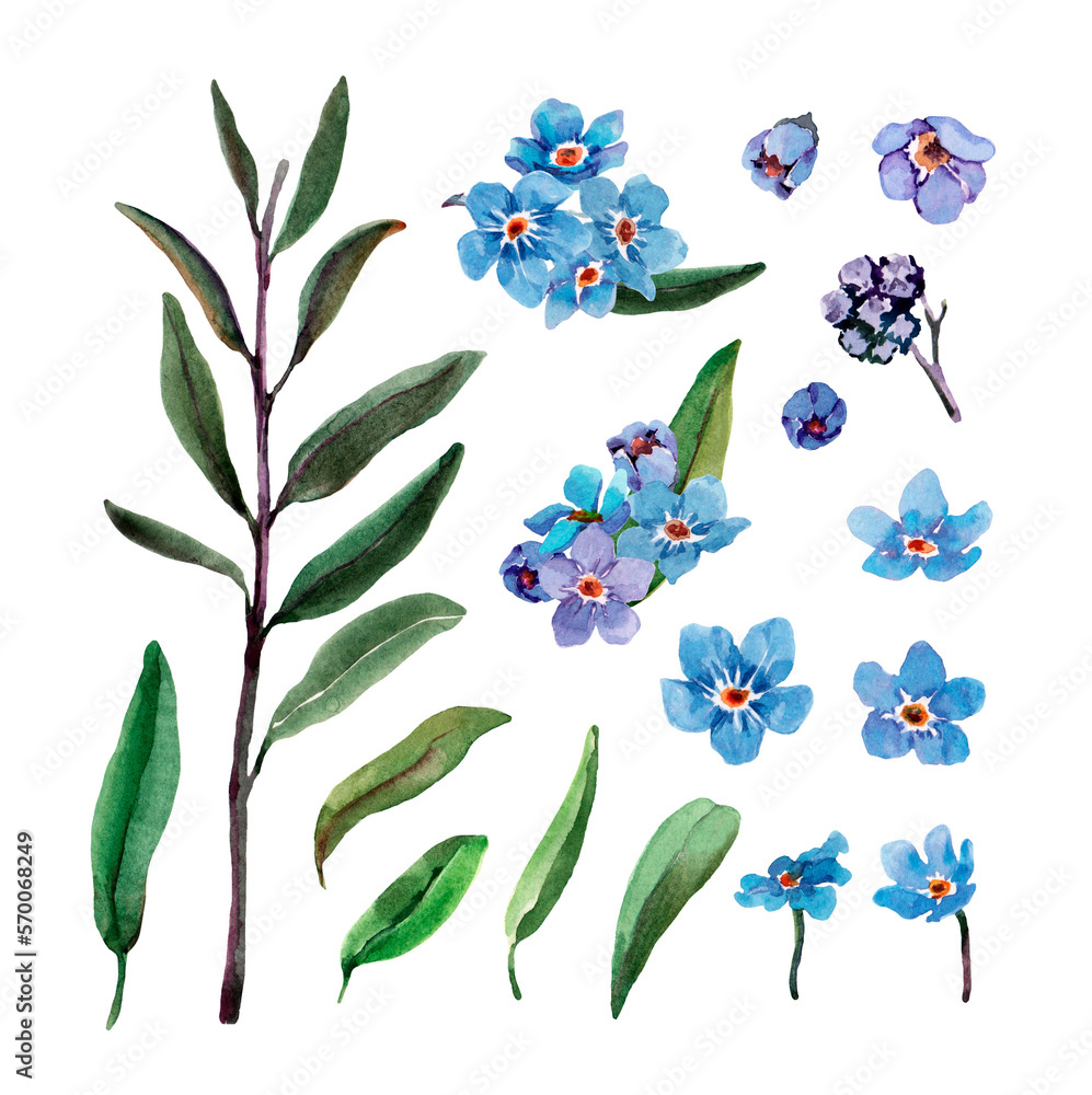 Floral set of isolated elements. Forget-me-not flowers, spring bouquet ...
