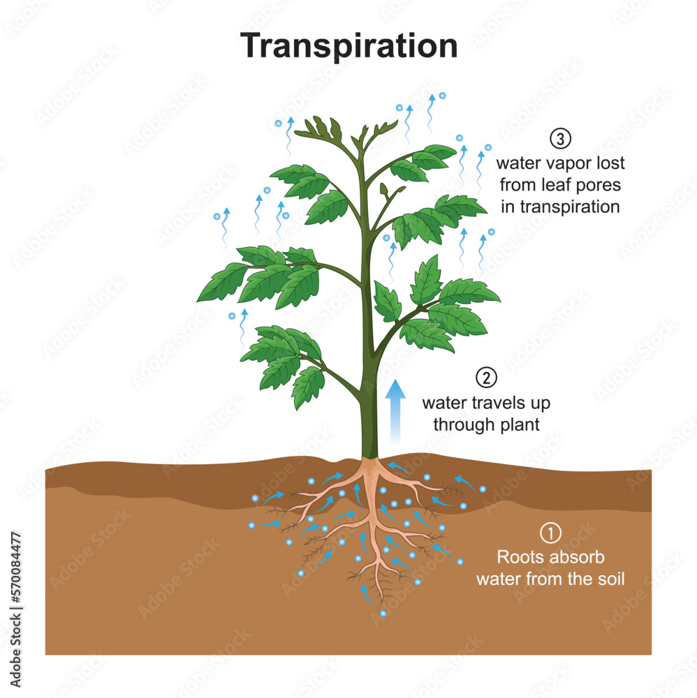 Scientific Designing of Transpiration Process in Plants. Vector ...