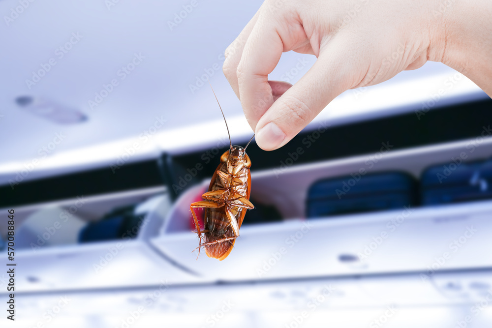 Hand holding cockroaches with airplane cabine with the luggage ...