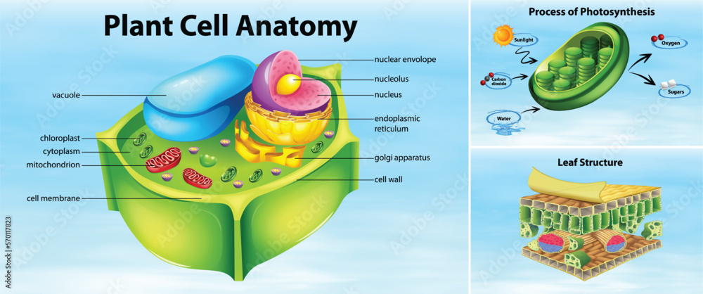 Plant cell anatomy structure Stock Vector | Adobe Stock