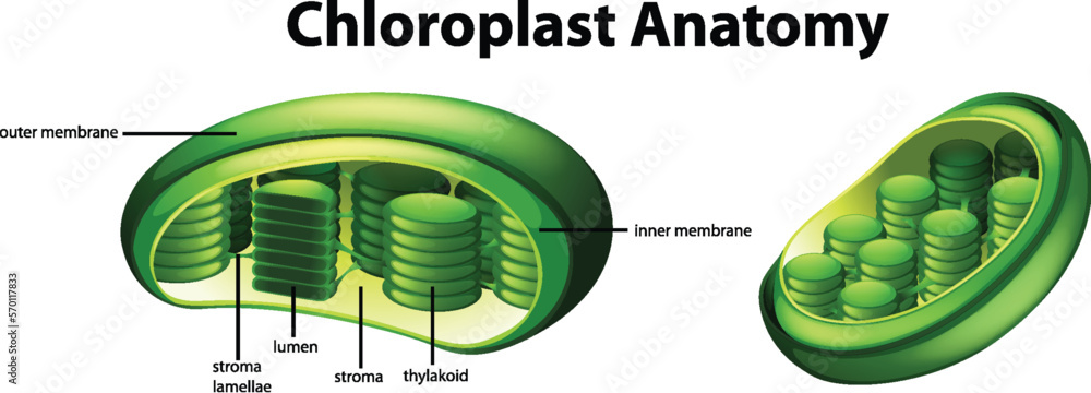 Diagram showing chloroplast anatomy Stock Vector | Adobe Stock
