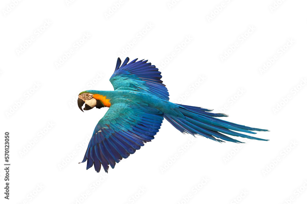 Colorful parrot flying isolated on transparent background png file ...