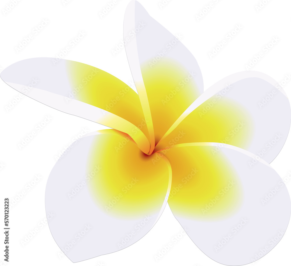 The national flower of Laos Stock Vector | Adobe Stock