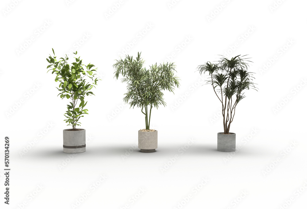 Variety of indoor tropical potted plants isolated on transparent ...