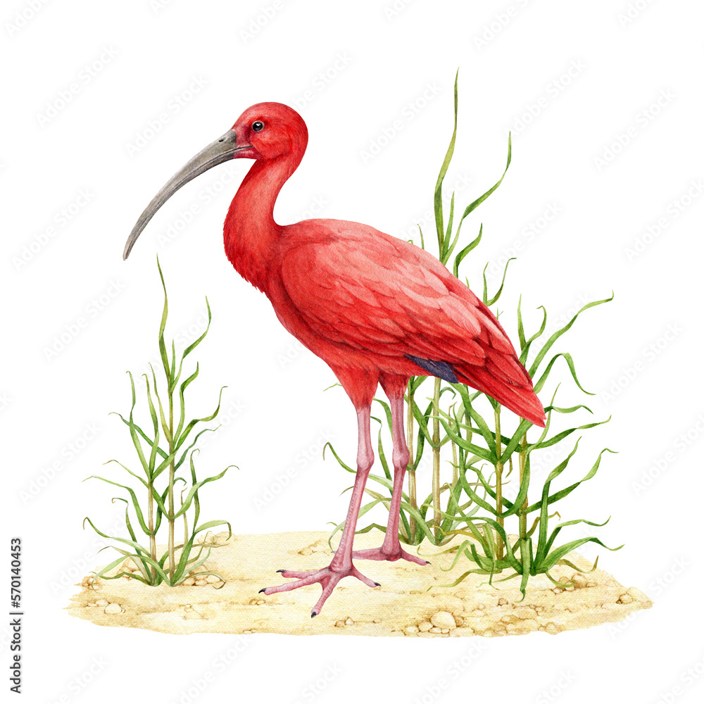 Scarlet ibis in natural habitat landscape illustration. Hand drawn ...