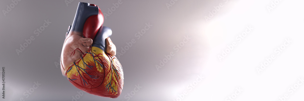 Anatomy of human heart on gray background ภาพถ่ายสต็อก | Adobe Stock