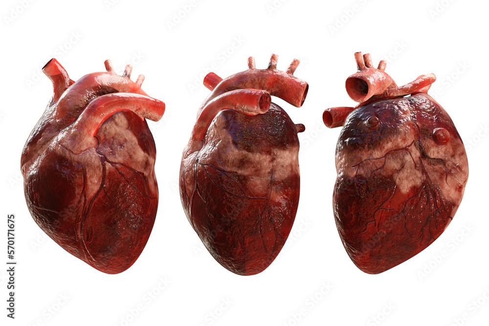 3d rendering of human heart organ from perspective view Stock ...