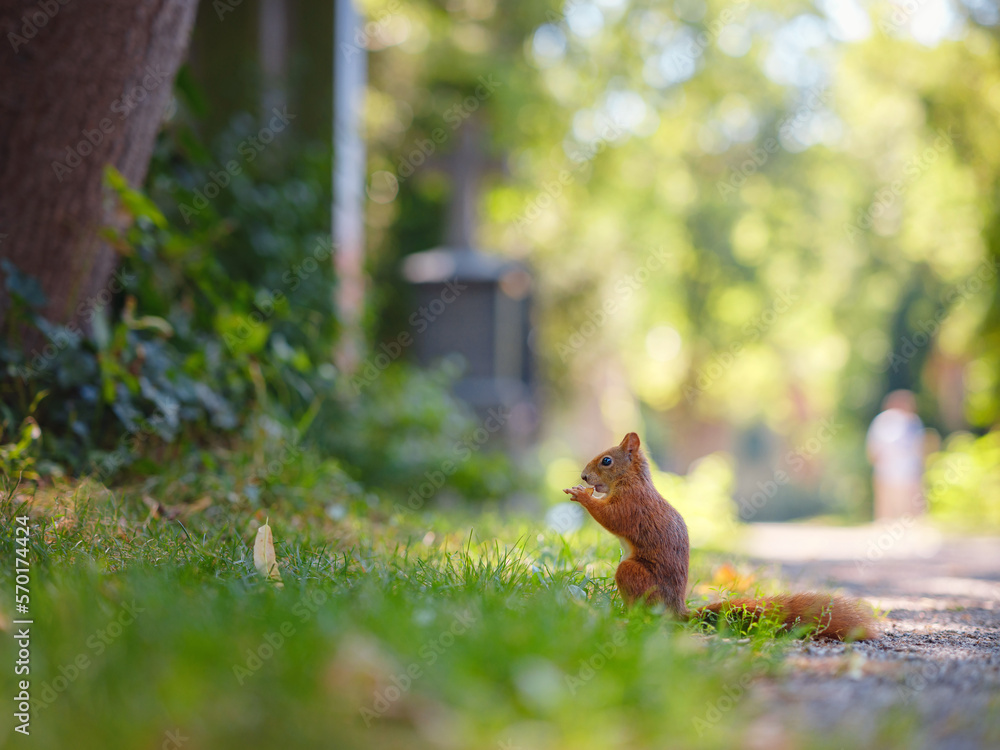 Cute squirrel in a park in Munich, Germany summer travel to Europe ...