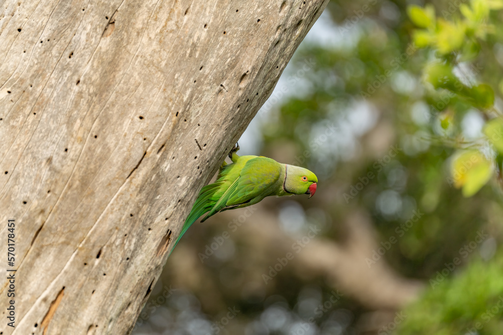The rose-ringed parakeet (Psittacula krameri), known as the ring-necked ...