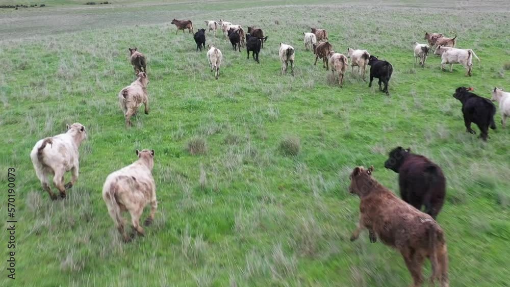beautiful cattle in Australia eating grass, grazing on pasture. Herd of ...