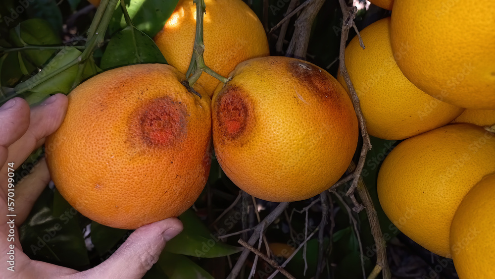 Citrus fruits damaged by Orchid or Anthurium thrips, Chaetanaphothrips ...