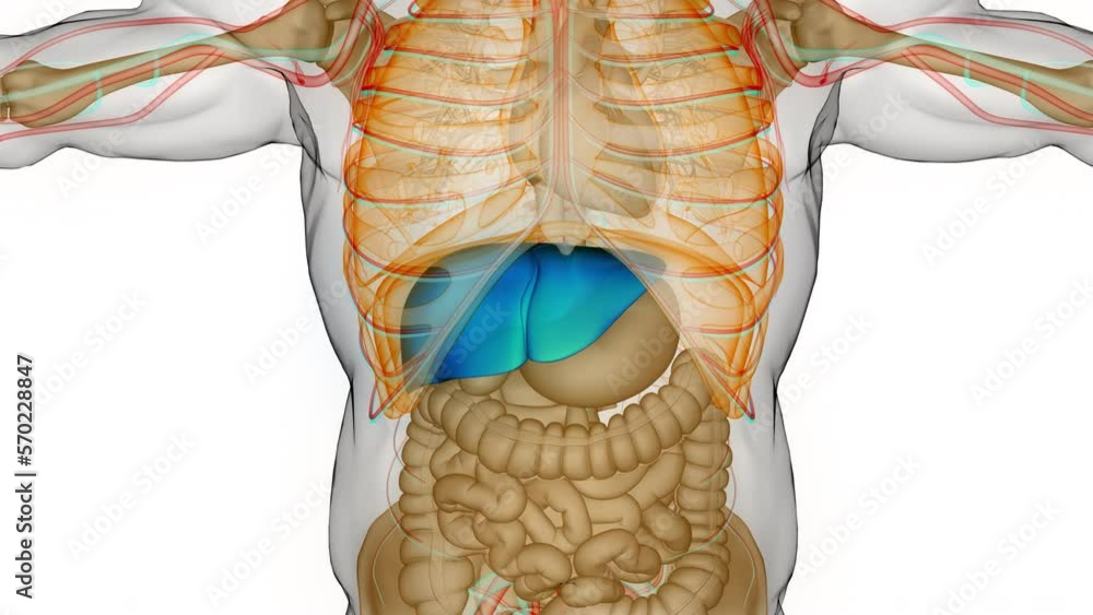 Human Internal Digestive Organ Liver Anatomy Animation Concept Stock ...