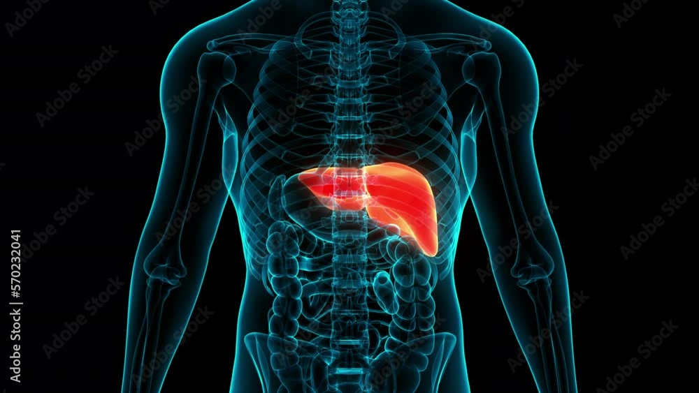 Human Internal Digestive Organ Liver Anatomy Animation Concept Stock ...