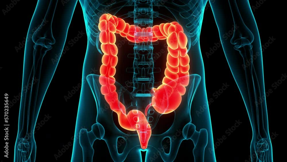 Human Digestive System Large Intestine Anatomy Animation Concept Stock ...