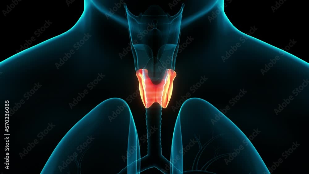 Human Body Glands Thyroid Gland Anatomy Animation Concept vídeo do ...
