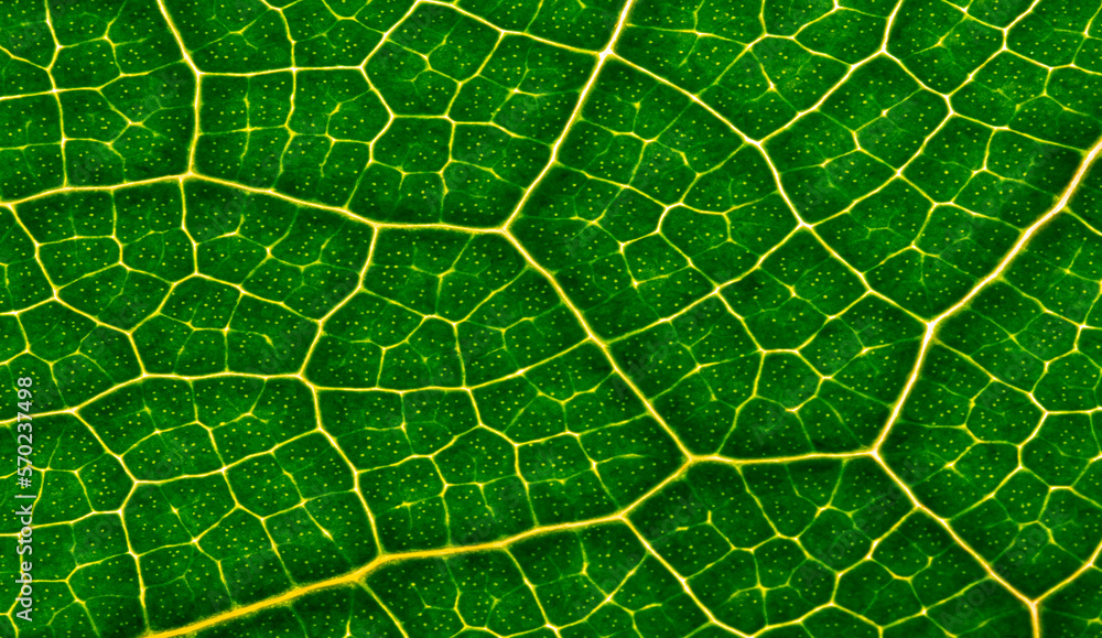 macrophotography of a tropical leaf - leaf texture, leaf background ...