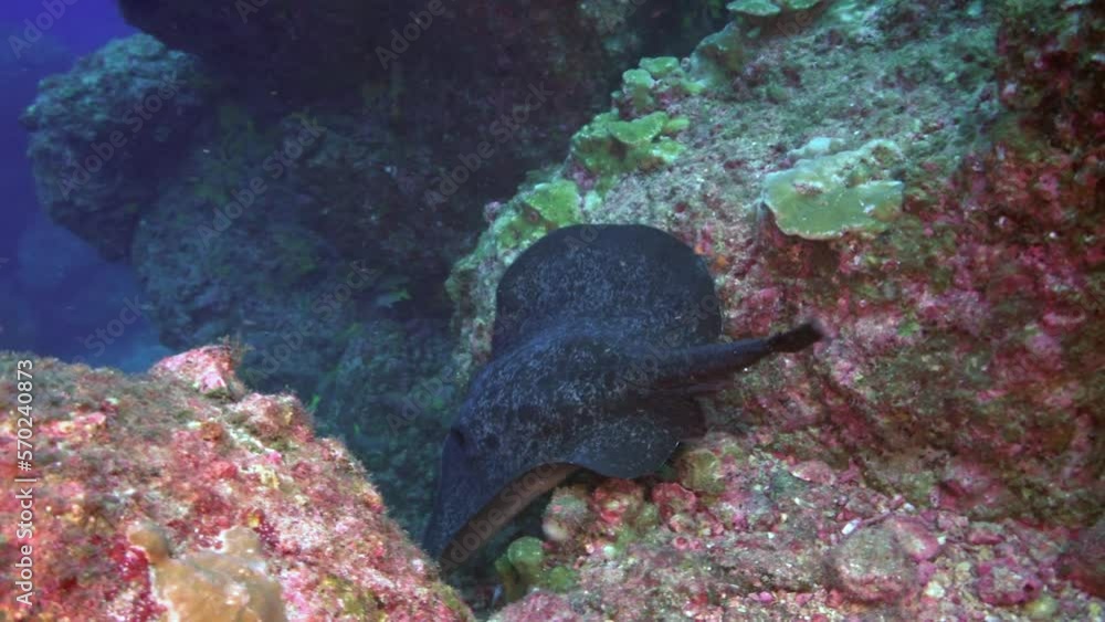 Back-spotted stingray descends to bottom of underwater ocean in Costa ...