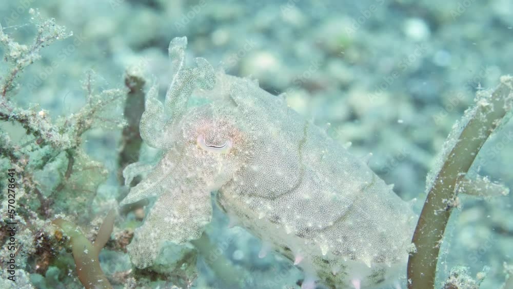 Transparent Cuttlefish are fascinating creatures of sea with unique ...