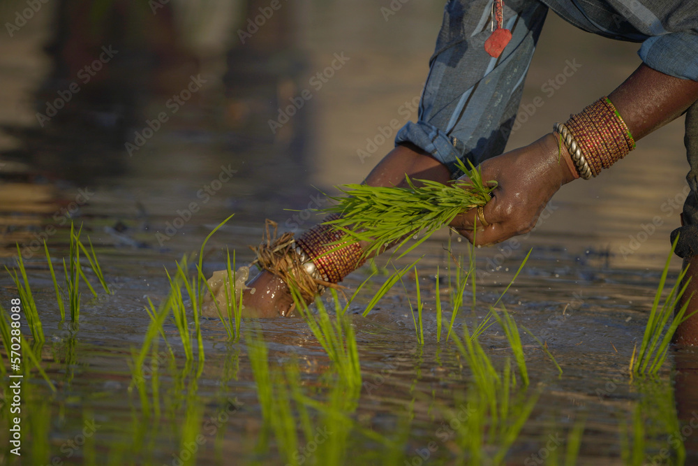 indian senior lady working in a ricefield, planting rice on rice field ...