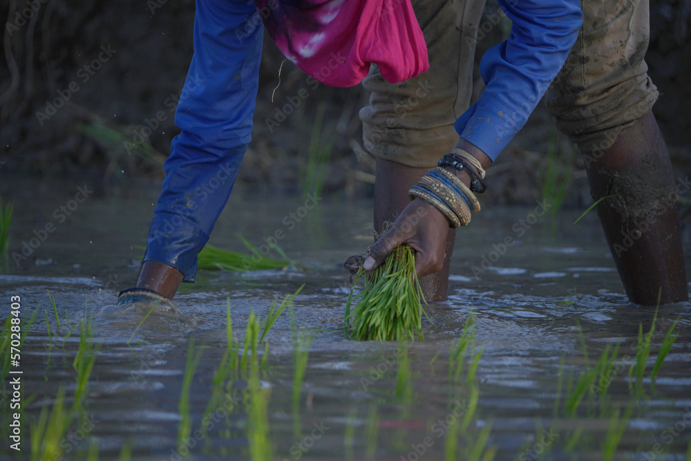 indian senior lady working in a ricefield, planting rice on rice field ...