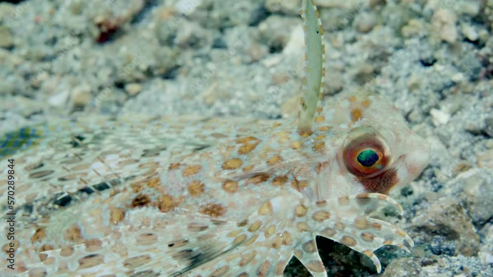 Spotted ray-finned fish Flying gurnard Dactyloptena on underwater ...