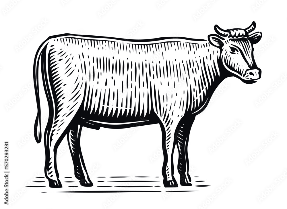 Farm animal sketch. Hand drawn Bull, standing full-length in front of ...