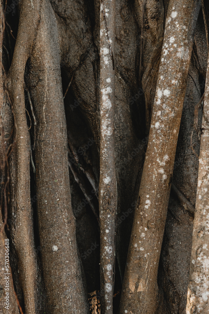 Dark brown tree roots and trunk close up background texture Stock Photo ...