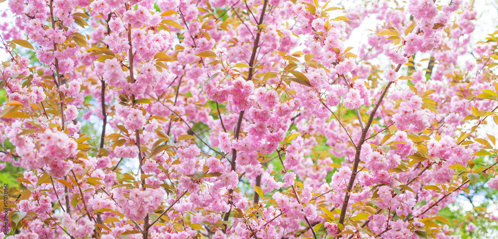 Japanese Flowering Cherry, National Flower of Japan. Japanese Cherry ...