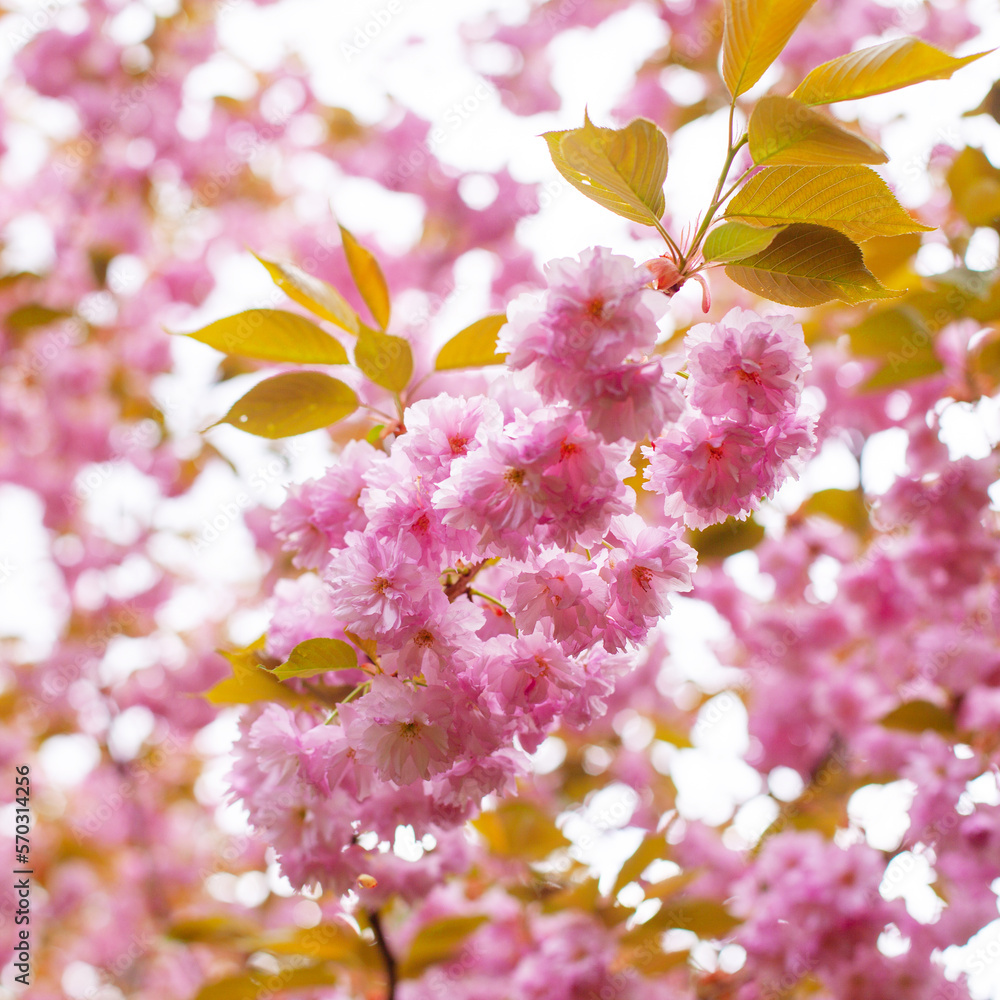 Japanese Flowering Cherry, National Flower of Japan. Japanese Cherry ...