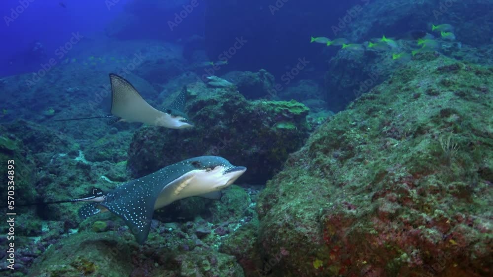 Pair black-spotted stingray swims through underwater current on ocean ...