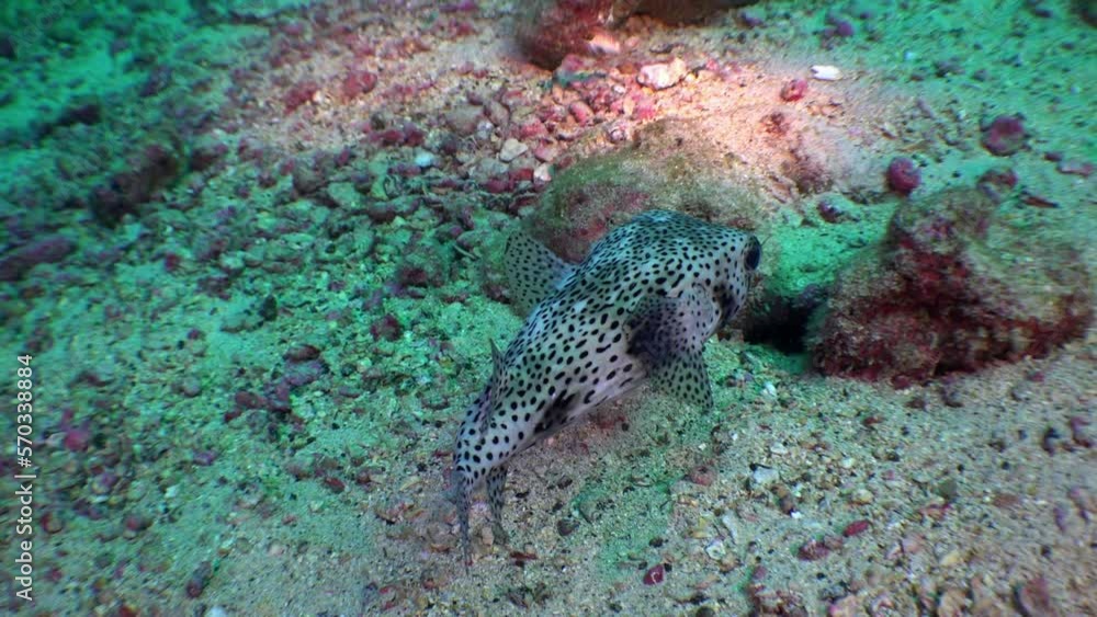 Puffer box fish on underwater seabed. Puffer boxfish are known for ...
