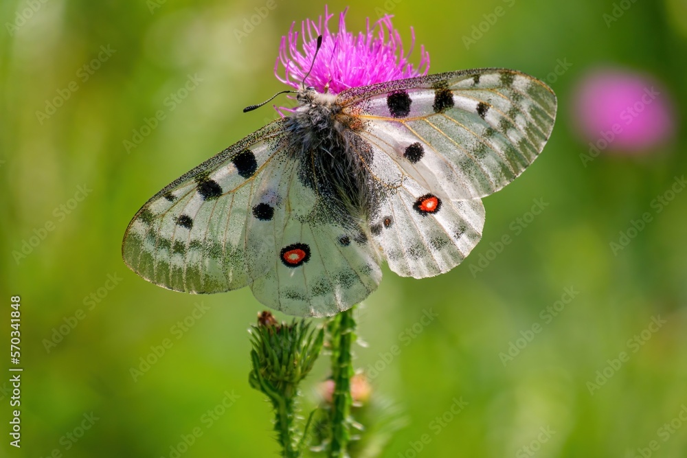 Foto de Apollo Butterfly - Parnassius apollo, beautiful iconic ...