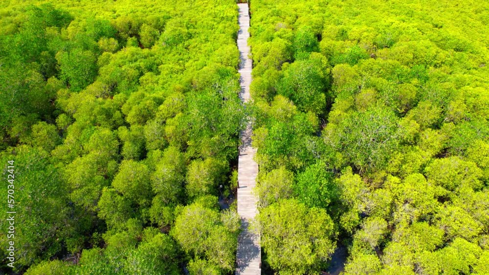 Drone are flying over the mangrove forest and wooden walkways, showing ...
