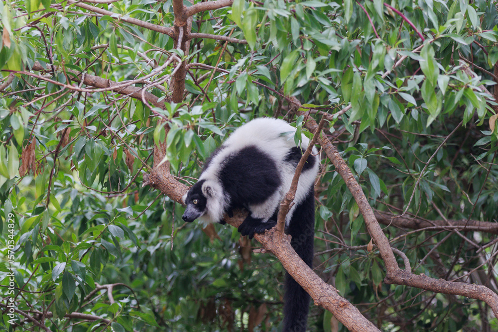 Lemur with Black and White Fur above a Tree Branch Stock Photo | Adobe ...