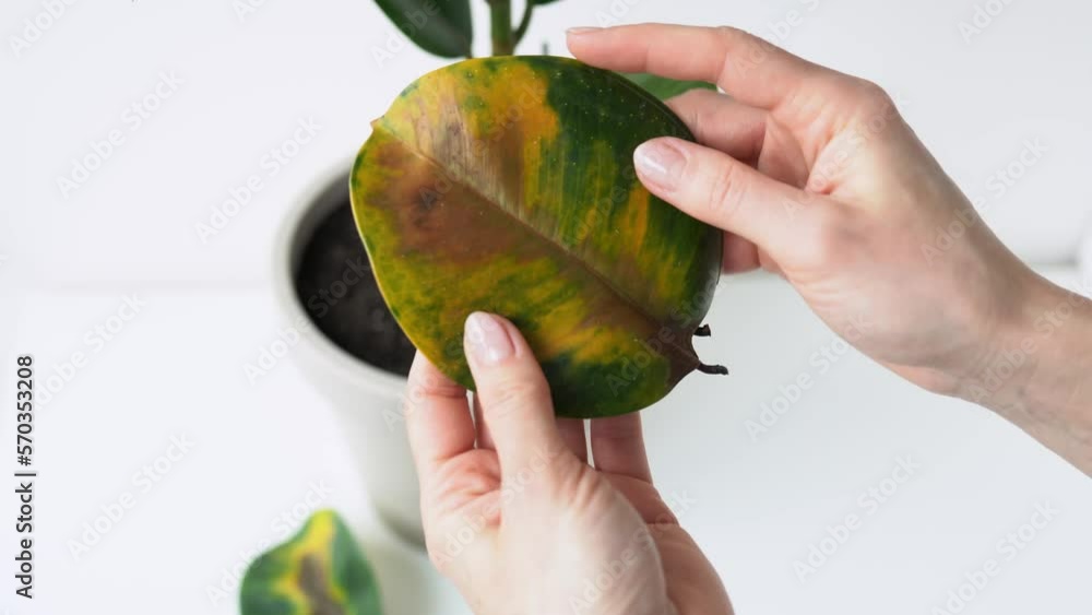 Woman holding and inspection fallen yellow-green ficus elastic leaves ...