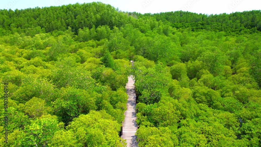 Experience the unique beauty of mangrove forests. Walk on wooden ...