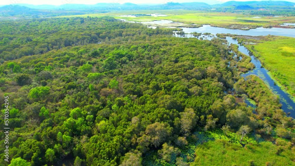 Wetlands are incredibly diverse and important ecosystems that play a ...