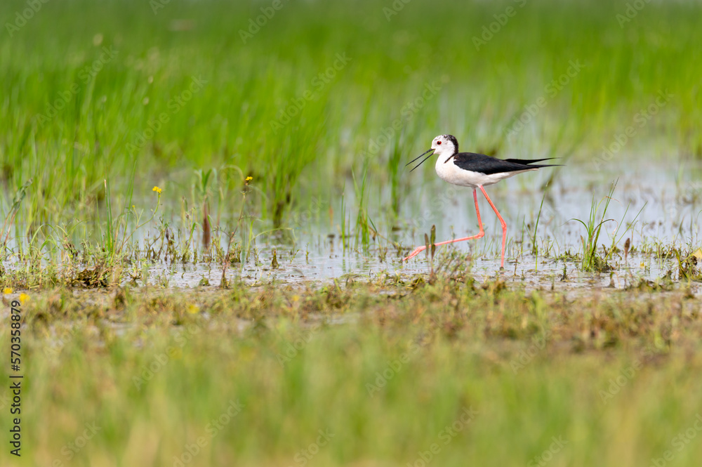 flying The black-winged stilt bird black and white with long red legs ...