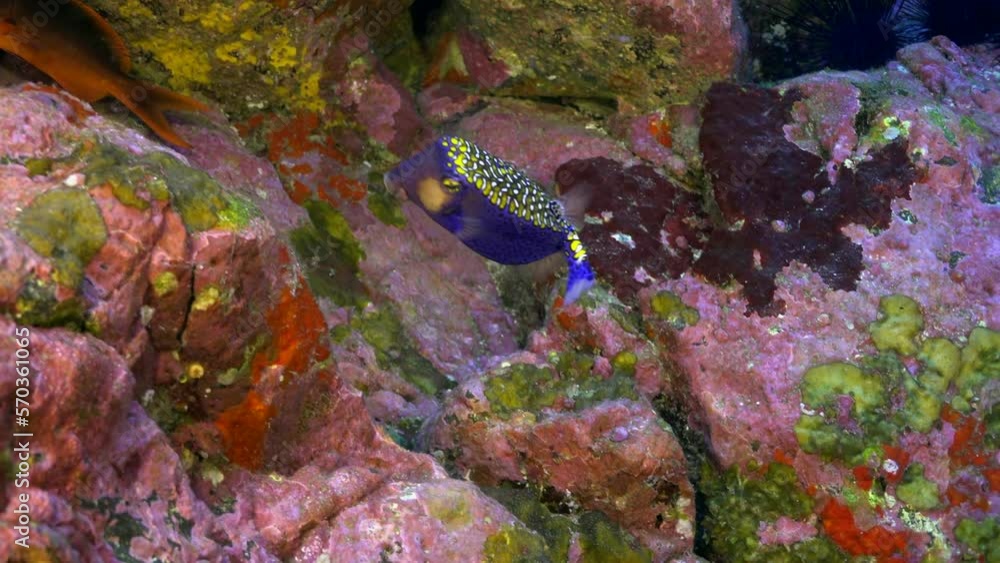 Ornate Box fish on underwater seabed. Fish Ornate Boxfish Ostracion ...
