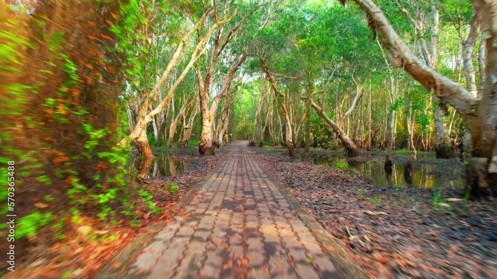 Vidéo Stock Swamp forests are lush, damp forests filled with diverse ...