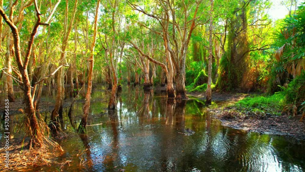 Swamp forests are lush, damp forests filled with diverse plant and ...