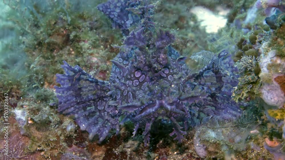 Rhinopias frondosa, weedy scorpionfish or weed fish. Scorpionfish is ...