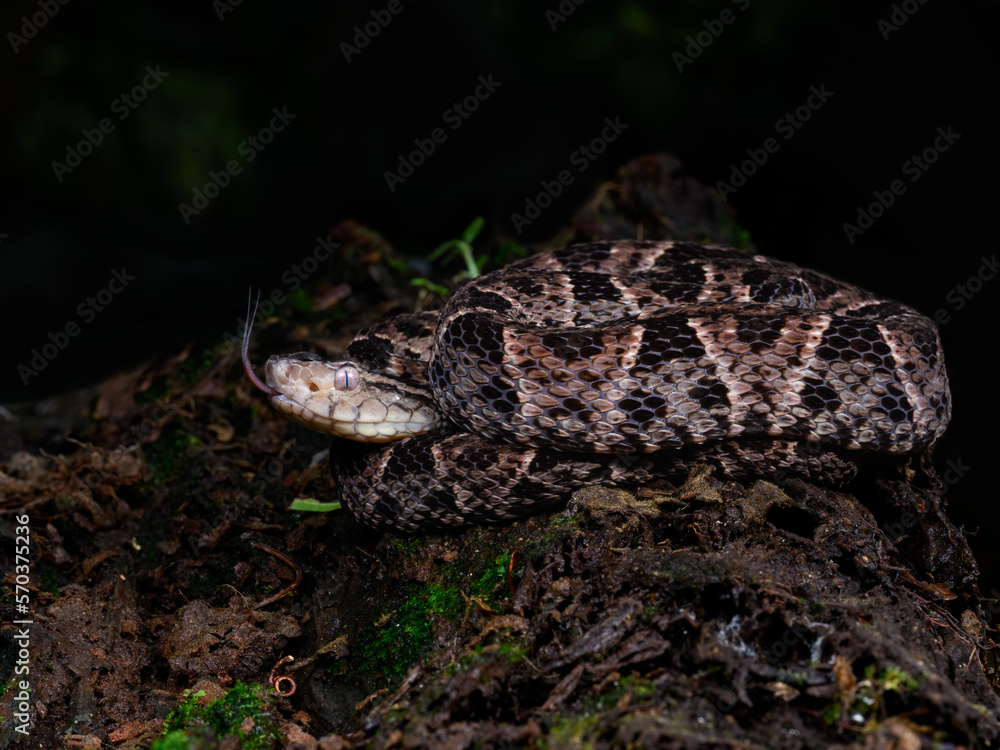 Fer-de-lance snake at night in tropical rainforest in Costa Rica. The ...