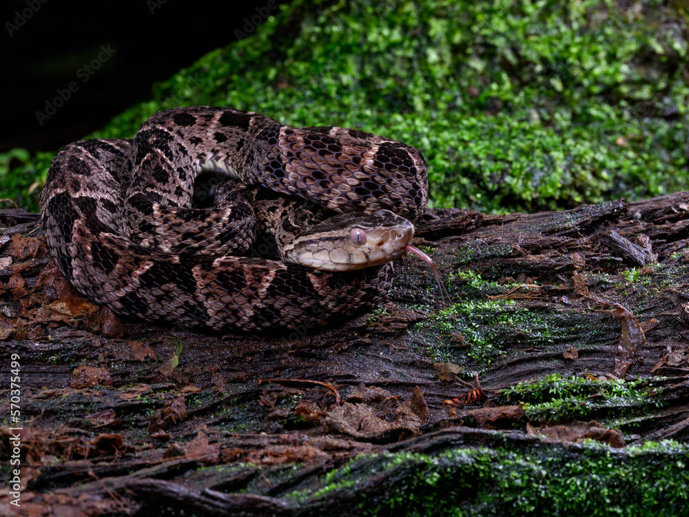 Fer-de-lance snake at night in tropical rainforest in Costa Rica. The ...